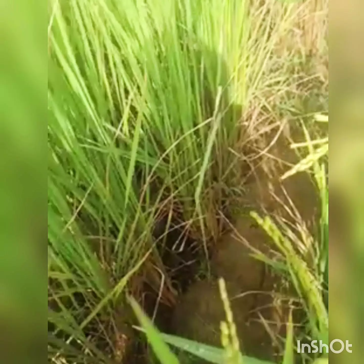 Green Garden Full Sex Video Hasinabegum1234 Outdoor Porn By Faphouse