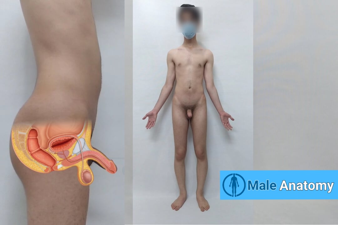 Tutorial Anatomi Lelaki Sebenar Mengkaji Anatomi Badan Lelaki Bogel