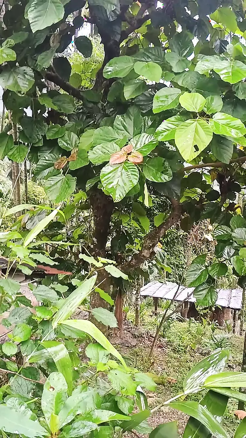Outdoor Sex In Hindi Porn Xhamster