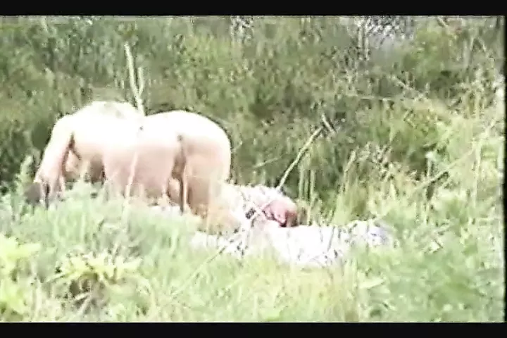 Free Vintage Blowjob Compilation Porn Videos Xhamster
