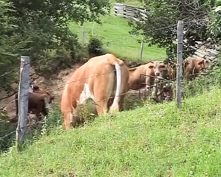 Busty German Blonde Tied Up And Fucked Hard Countryside Outdoor Amateur Porn Xhamster