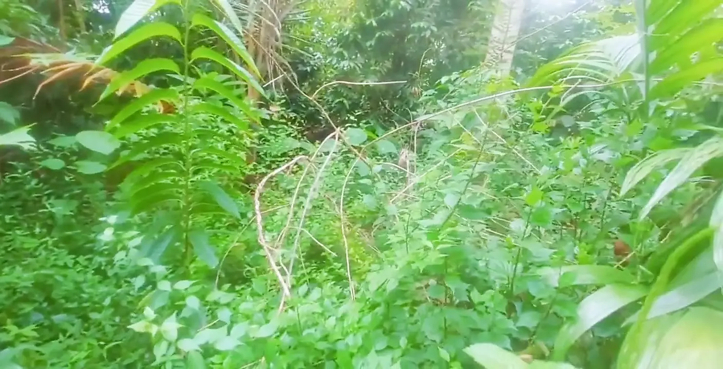 Jungle Fun Sex Hot Village Desi Girl Feat Tharumini Official By