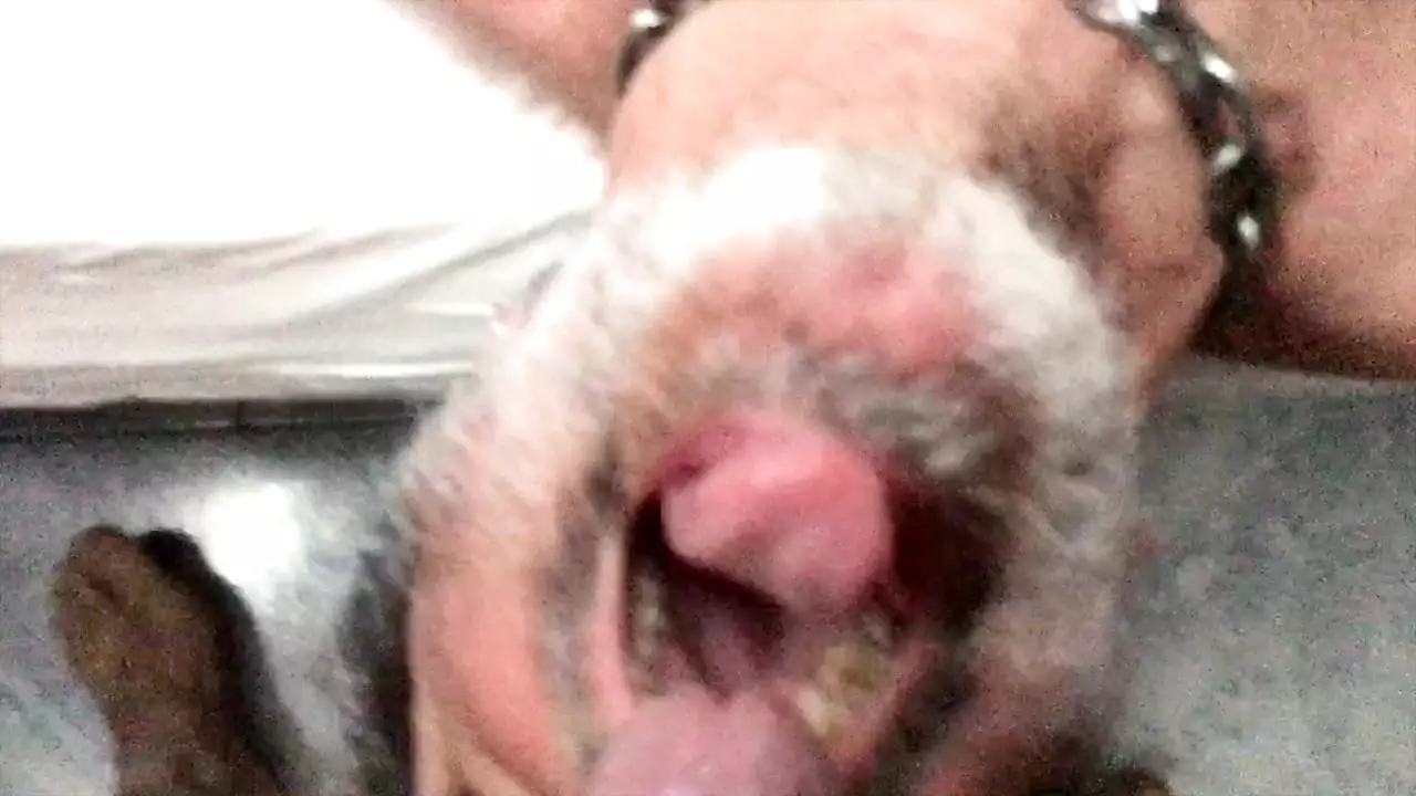 Avalage De Sperme énorme Dun Ouvrier Du Bâtiment Xhamster